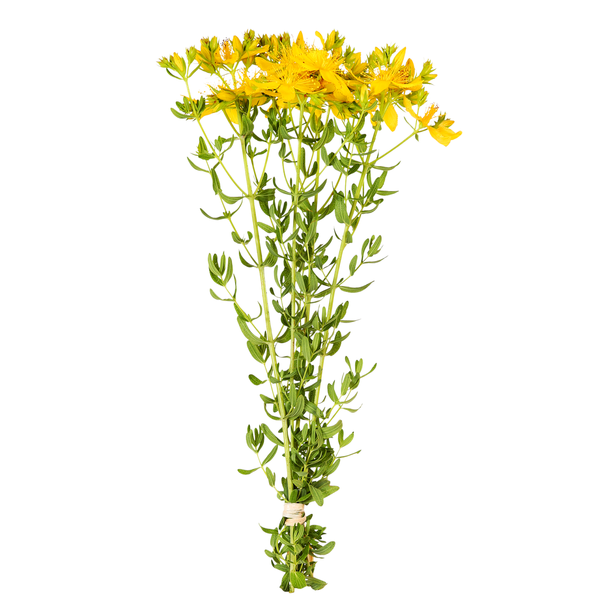 Kantarion, svježa biljka 500g - GEN d.o.o.