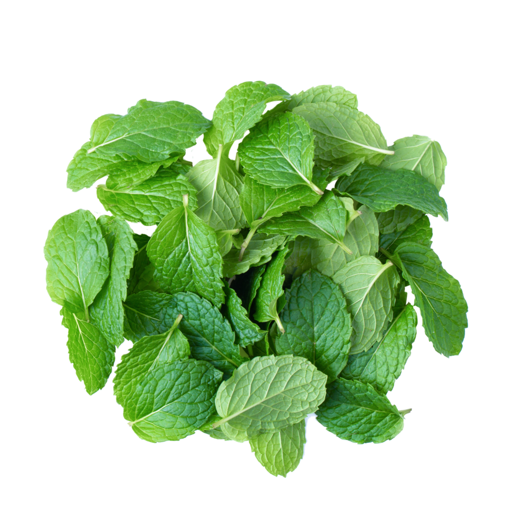 Menta - svježa biljka 500g - GEN d.o.o.