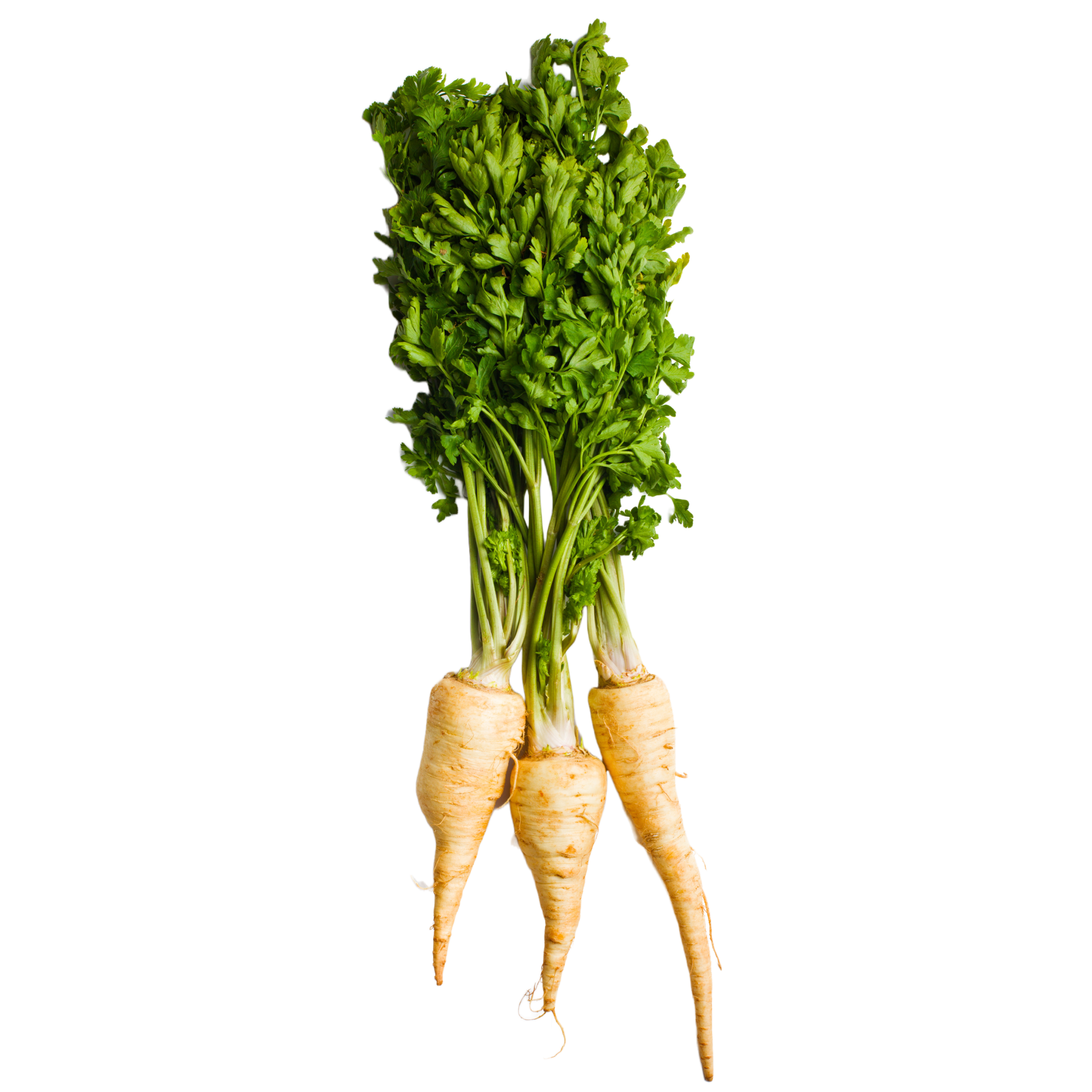 Pastrnjak- svježa biljka 500g - GEN d.o.o.